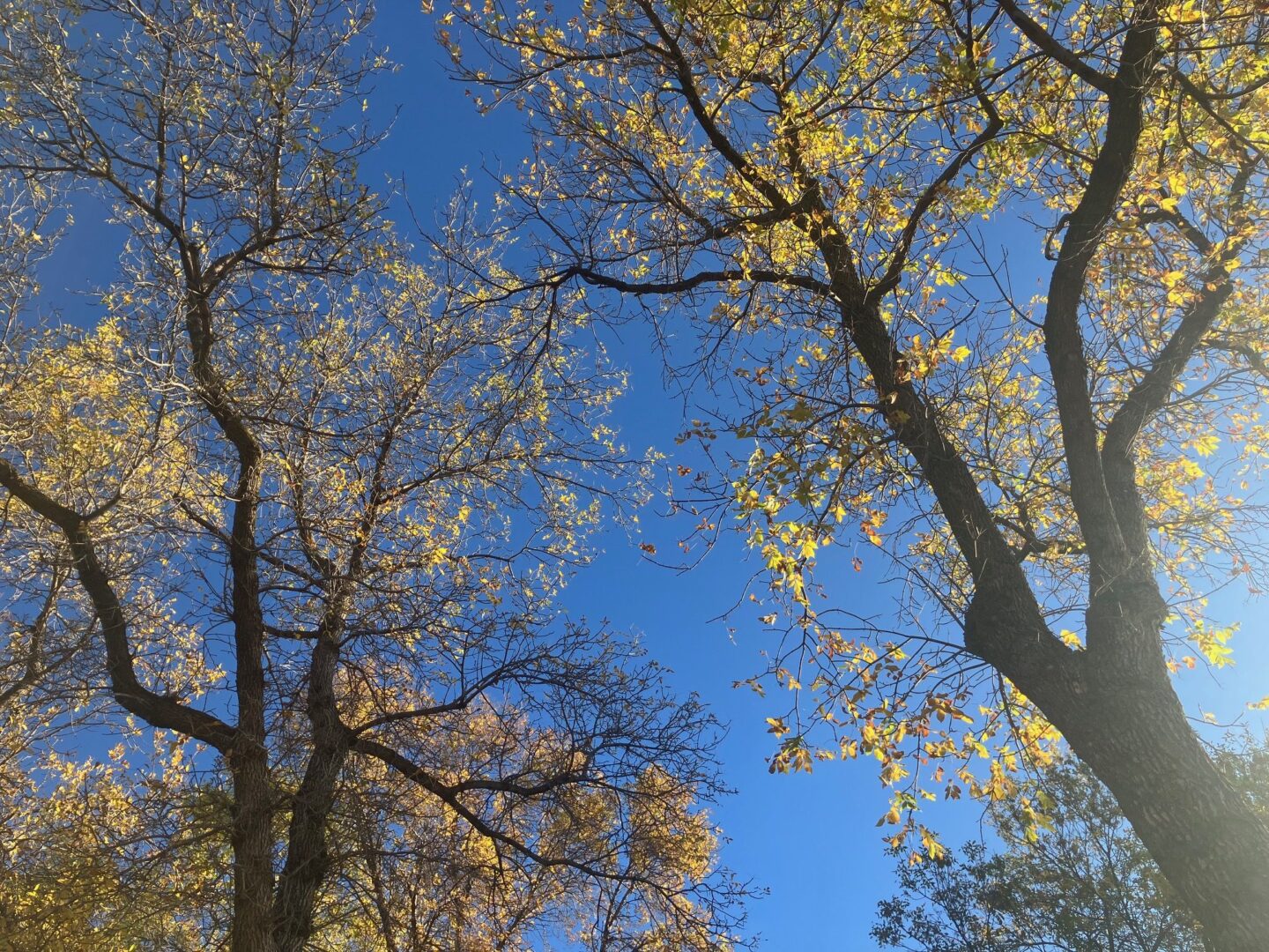 The Surrendering of a Tree